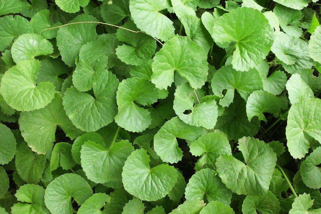 Brahmi | Health Benefits of Brahmi Herb - Yuvaan Nature Foundation